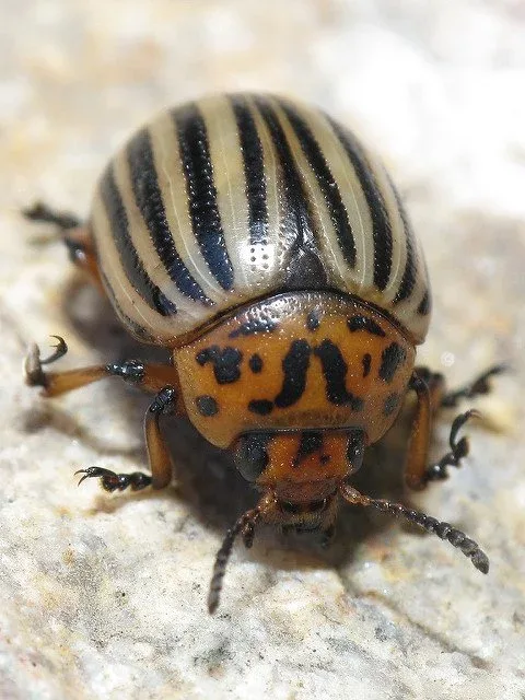 Patata podrida que regresas a mi boca – Panoplia